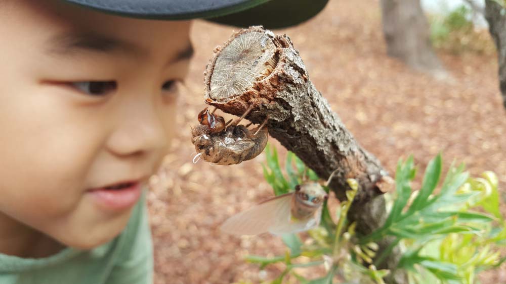 How to Prepare Children for the Arrival of Cicadas