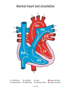 Normal Pediatric Circulation Normal Fetal Oxygenation TrialQuest