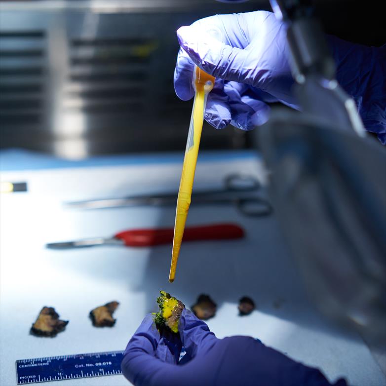 Molecular Lab Enhances Precision Medicine at Kaiser Permanente Mid ...