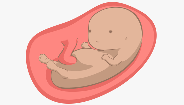 Pregnancy | My Doctor Online